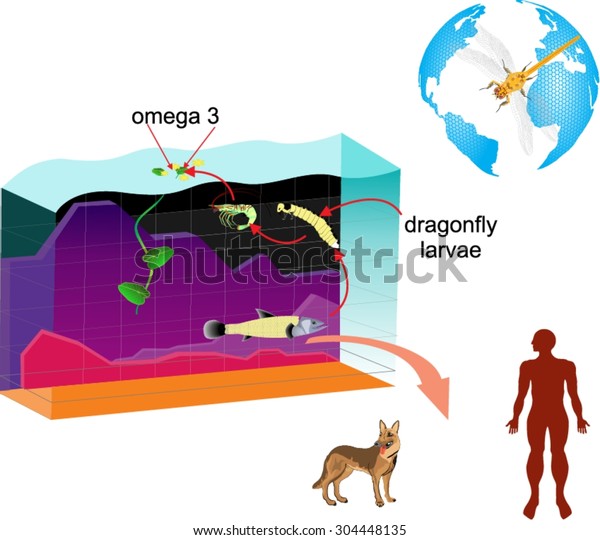 Layered Vector Infographic Pond Ecosystem Diagram Stock Vector (Royalty ...
