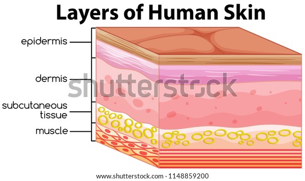 Layers Human Skin Concept Illustration: เวกเตอร์สต็อก (ปลอดค่าลิขสิทธิ์ ...