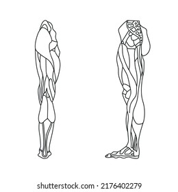 Leg Muscles Vector Illustration Isolated On Stock Vector (Royalty Free ...