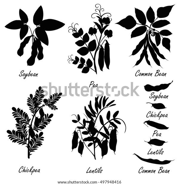 Legume Plants Common Bean Soybean Lentil Stock Vector (Royalty Free ...