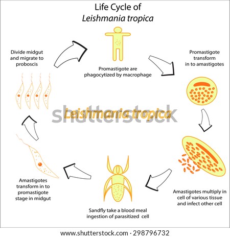Leishmania Tropica Parasitic Microscope Stock Vector (Royalty Free ...
