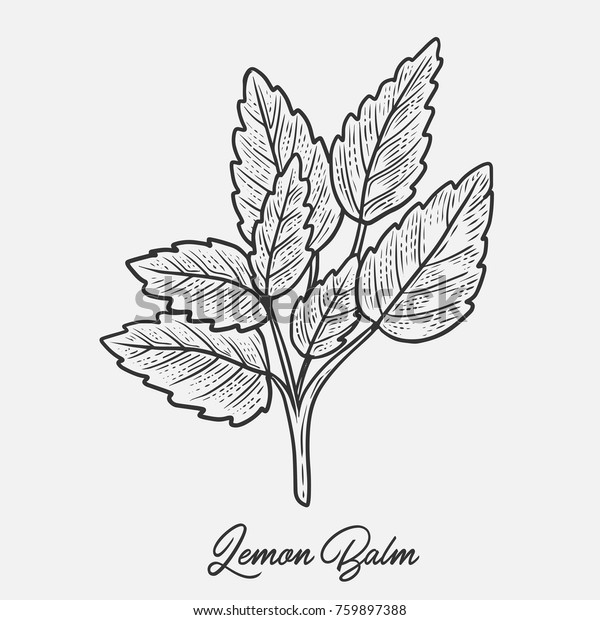 Lemon Balm Herb Spice Leaves Bunch 스톡 벡터(로열티 프리) 759897388