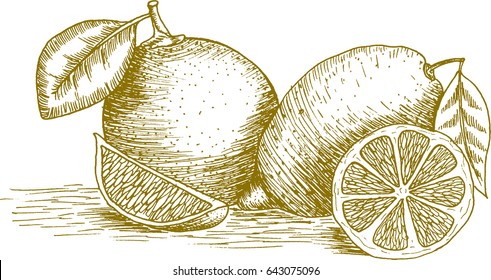 Lemon Lime Drawing Stock Vector (Royalty Free) 643075096 | Shutterstock