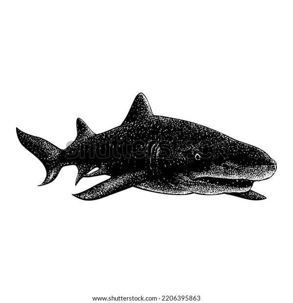 Lemon Shark Hand Drawing Vector Illustration Stock Vector (Royalty Free ...