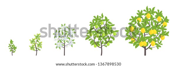 Lemon Tree Growth Stages Vector Illustration 库存矢量图（免版税）1367898530