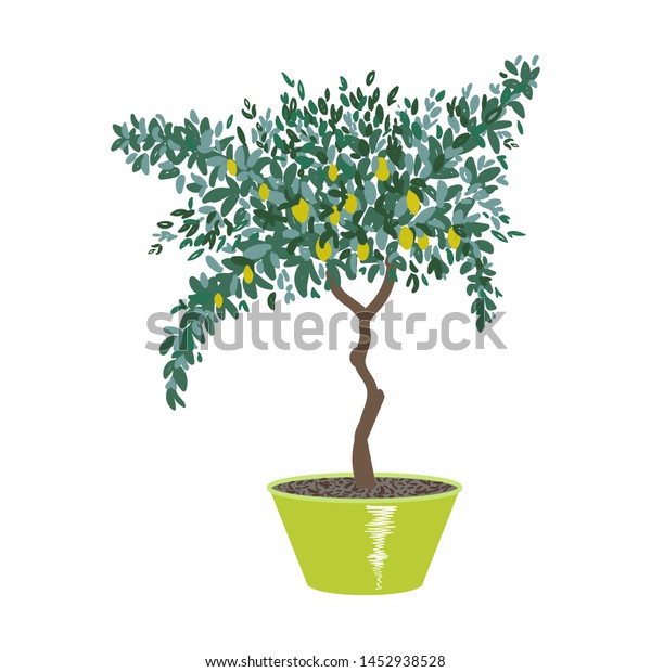 Lemon Tree Pot Isolated On White Stock Vector (Royalty Free) 1452938528 ...
