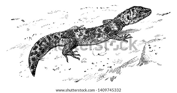 Leopard Gecko Cathemeral Ground Dwelling Lizard Stock Vector (Royalty ...