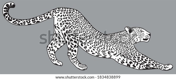 Leopard Stretching Vector Detailed Illustration Jaguar Stock Vector ...