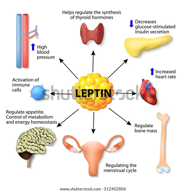 Leptin Hormone Made By Adipose Cells Stock Vector (Royalty Free) 312402806