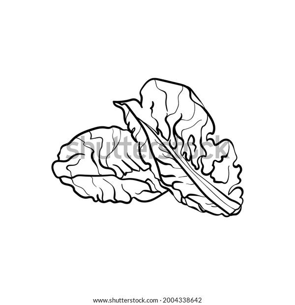 Lettuce Line Vector Illustration Detailed Food Stock Vector (Royalty ...