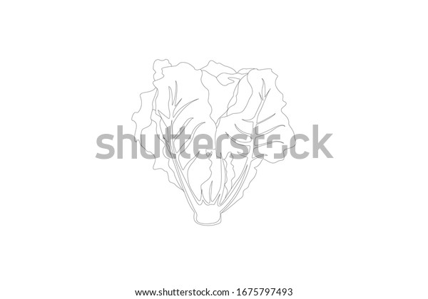 Lettuce Vector Outline Illustration Vegetable Stock Vector (Royalty ...