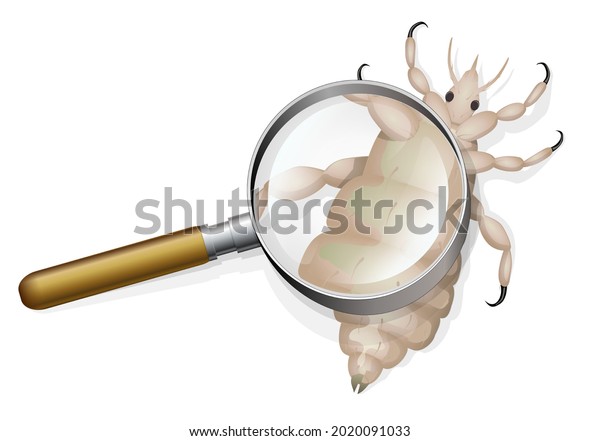 Lice On White Background Magnifying Glass Stock Vector (Royalty Free ...