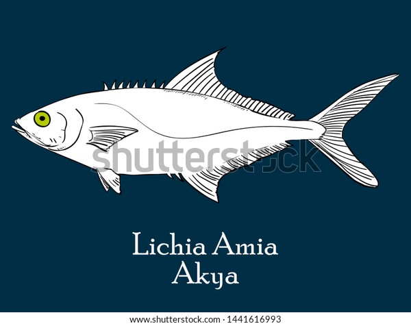 Lichia Amia Akya Fish Drawing Vector Stock Vector (Royalty Free ...