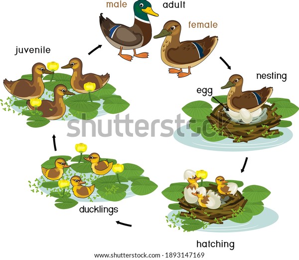 Life Cycle Bird Stages Development Wild Stock Vector (Royalty Free ...
