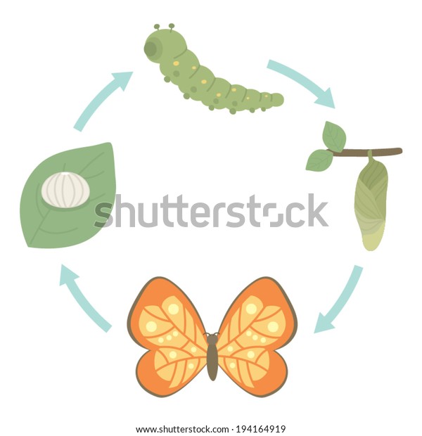 Life Cycle Butterfly Cartoon Style Vector Stock Vector (Royalty Free ...