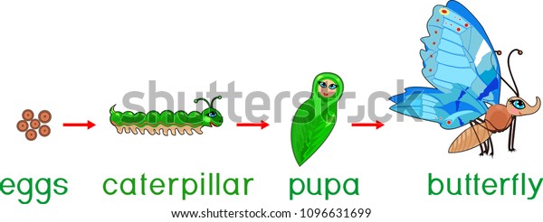 Life Cycle Butterfly Sequence Stages Development Stock Vector (Royalty ...