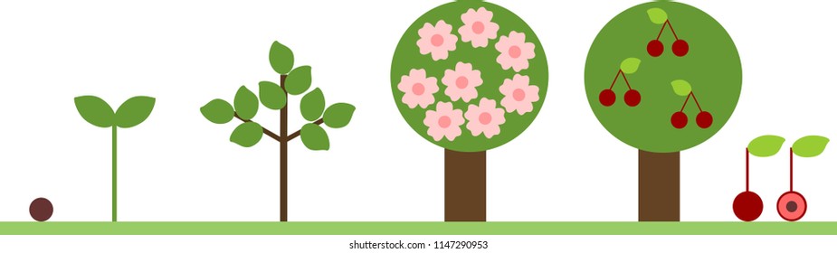 Life Cycle Cherry Tree Plant Growth: เวกเตอร์สต็อก (ปลอดค่าลิขสิทธิ์ ...