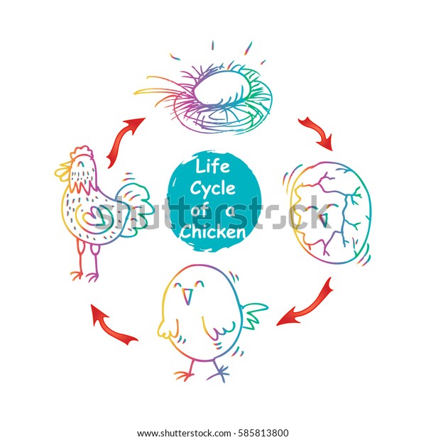Life Cycle Chicken Stock Vector (Royalty Free) 585813800 | Shutterstock