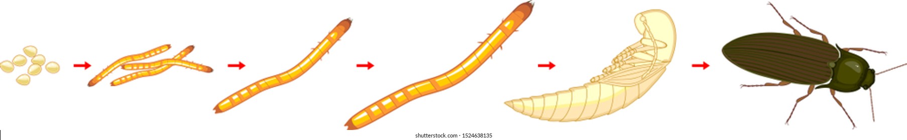 Life Cycle Click Beetle Wireworm Sequence Stock Vector (Royalty Free ...
