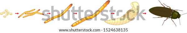Life Cycle Click Beetle Wireworm Sequence Stock Vector (Royalty Free ...