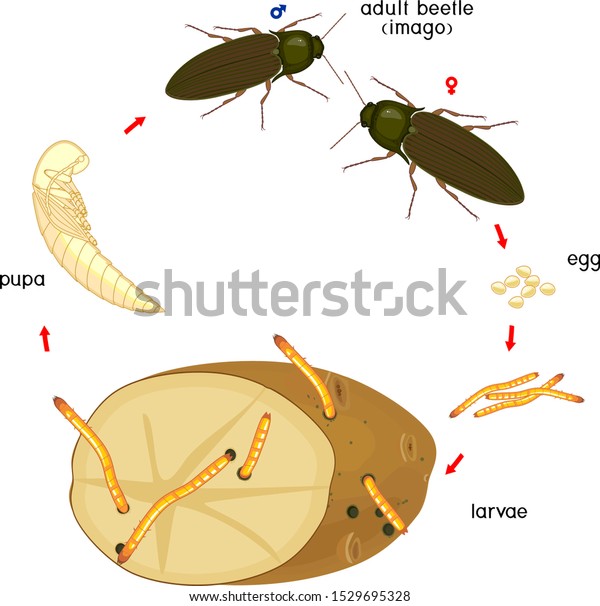 Life Cycle Click Beetle Wireworm Sequence Stock Vector (Royalty Free ...