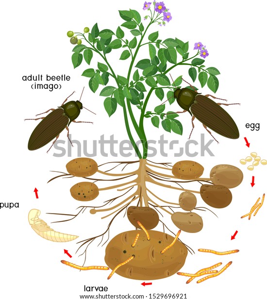 Life Cycle Click Beetle Wireworm Potato Stock Vector (Royalty Free ...