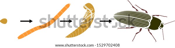 Life Cycle Click Beetle Wireworm Sequence: เวกเตอร์สต็อก (ปลอดค่า ...