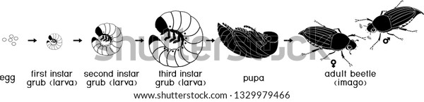 Life Cycle Cockchafer Sequence Stages Development Stock Vector (Royalty ...