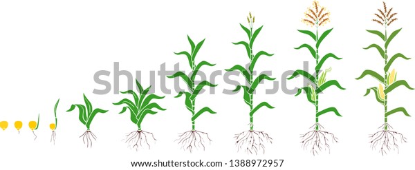 Life Cycle Corn Maize Plant Growth: vetor stock (livre de direitos ...