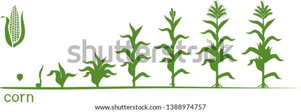 Life Cycle Corn Maize Plant Growth Stock Vector (Royalty Free ...