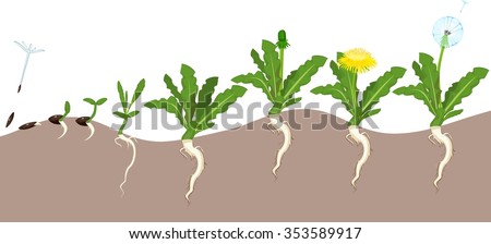 Life Cycle Dandelion Stock Vector (Royalty Free) 353589917 - Shutterstock