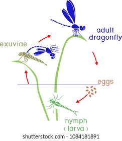 Life Cycle Dragonfly Sequence Stages Development Stock Vector (Royalty ...