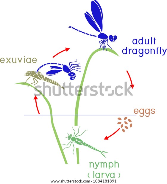 Life Cycle Dragonfly Sequence Stages Development Stock Vector (Royalty ...