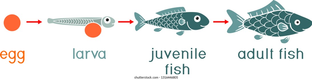 Life Cycle Fish Sequence Stages Development : image vectorielle de ...