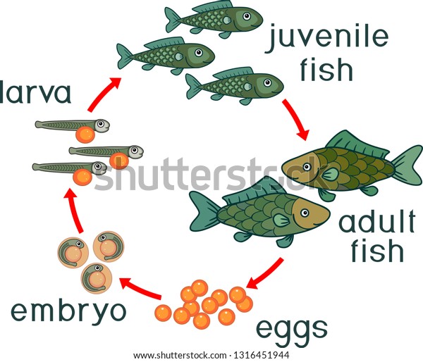 Life cycle of fish. Sequence of stages of development of fish from egg ...