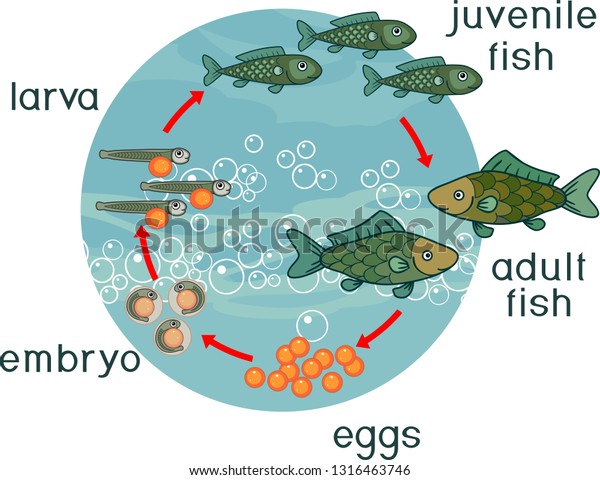 Cycle de vie du poisson. Séquence : image vectorielle de stock (libre ...