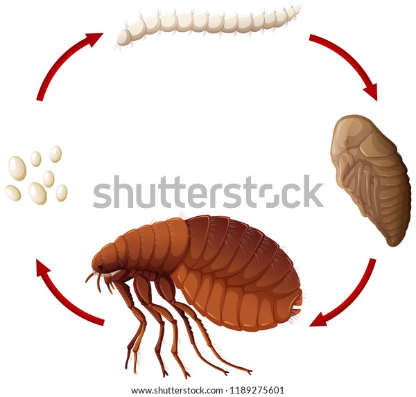 Life Cycle Flea Illustration Stock Vector (Royalty Free) 1189275601 ...