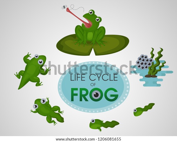 Life Cycle Frog Cartoon Cute Vector Stock Vector (Royalty Free ...