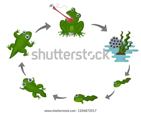 Life Cycle Frog Cartoon Cute Vector Stock Vector (Royalty Free ...