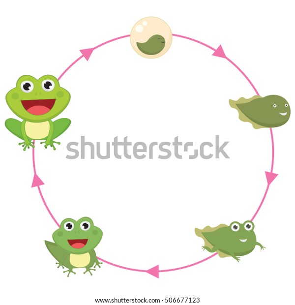 Life Cycle Frog Vector Illustration Stock Vector (Royalty Free) 506677123