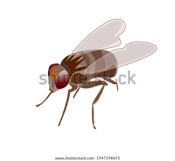 Life Cycle Fruit Fly Drosophila Melanogaster Stock Vector (Royalty Free ...