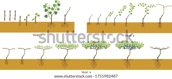 Life Cycle Grapevine Isolated On White: стоковая векторная графика (без ...