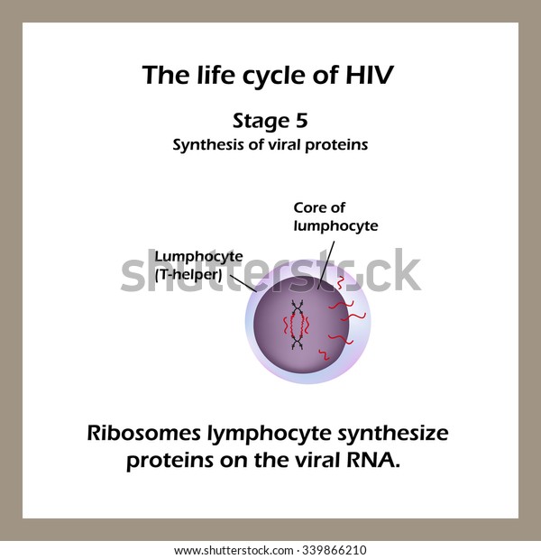 Life Cycle Hiv Stage 5 Ribosomes Stock Vector (Royalty Free) 339866210 ...