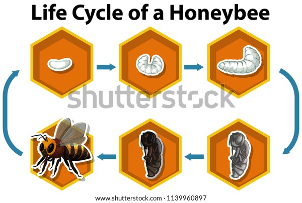 Life Cycle Honeybee Illustration 스톡 벡터(로열티 프리) 1139960897 | Shutterstock