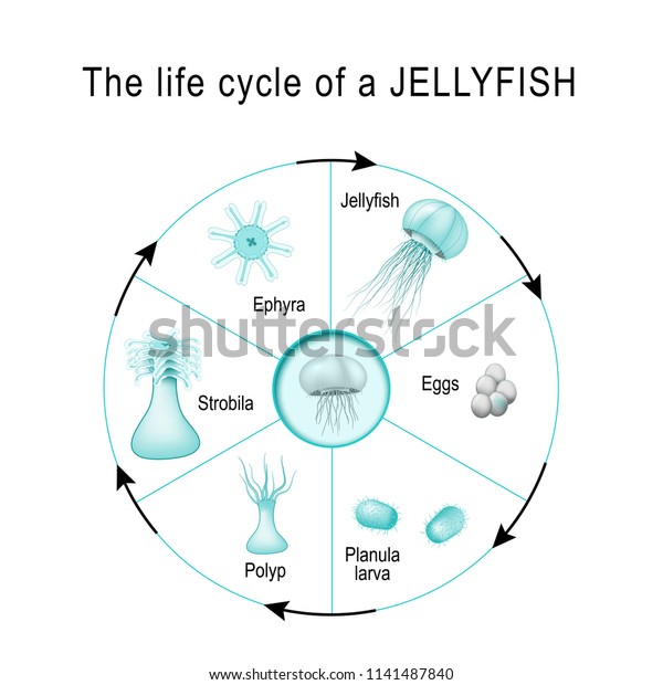 life cycle of a jellyfish. The developmental stages of Medusozoa (egg ...