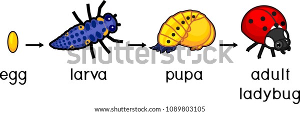 Life Cycle Ladybug Sequence Stages Development Stock Vector (Royalty ...