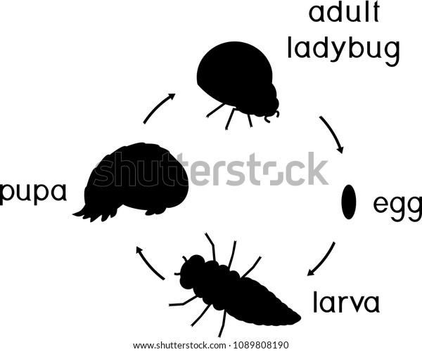 Life Cycle Ladybug Sequence Stages Development Stock Vector (Royalty ...