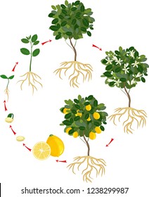 Life Cycle Lemon Tree Stages Growth Stock Vector (Royalty Free ...