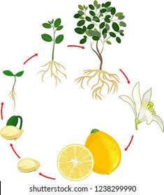 Life Cycle Lemon Tree Stages Growth: เวกเตอร์สต็อก (ปลอดค่าลิขสิทธิ์ ...