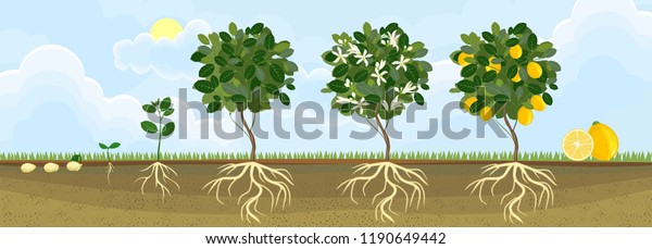 Life Cycle Lemon Tree Stages Growth: vetor stock (livre de direitos ...